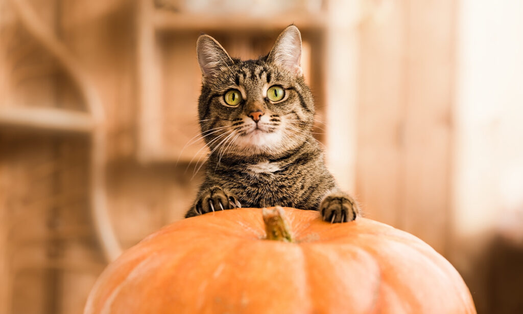 A cúrcuma e suas propriedades na alimentação de cães e gatos