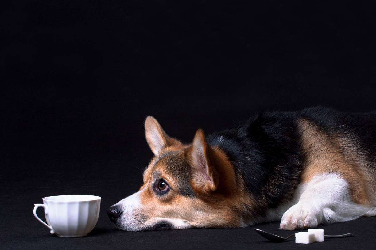 ¿Mi mascota puede beber té?